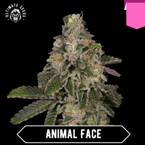 Animal Face | Ultimate Seeds