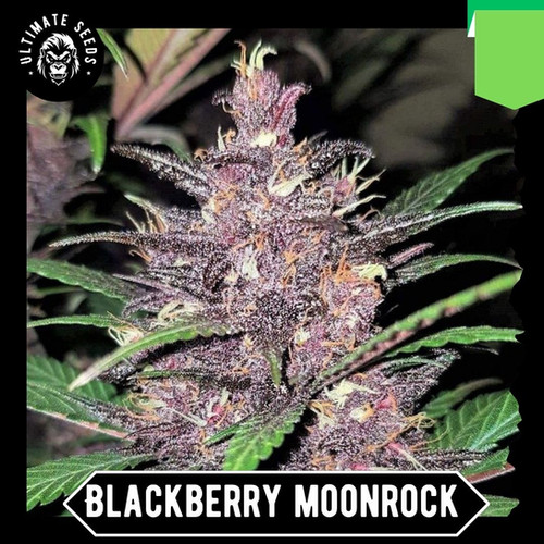 Blackberry Moonrocks Auto | Ultimate Seeds