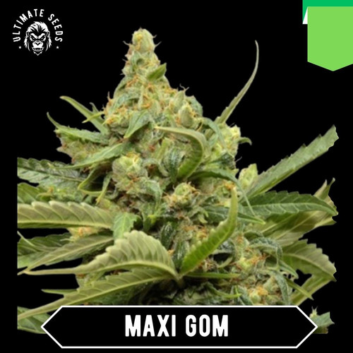 Maxi Gom Auto | Ultimate Seeds