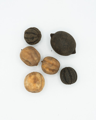 Loomi - Omani Lime (black limes) | The Spice Merchant