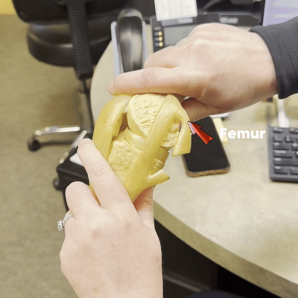 Cranial Cruciate Ligament Tear