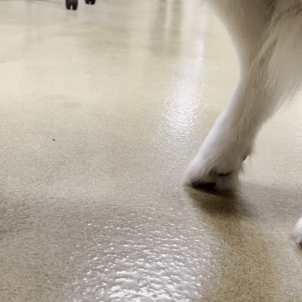 Cranial Cruciate Ligament Tear