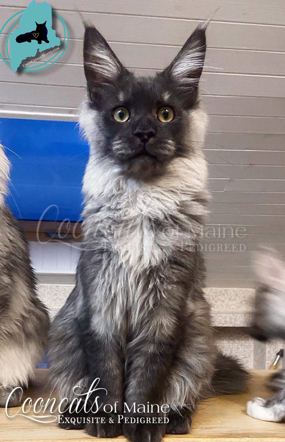 Home | CoonCats of Maine