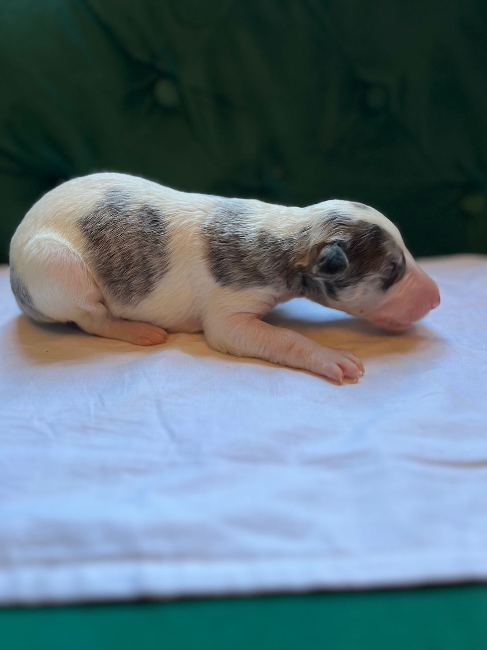 New Litter | website