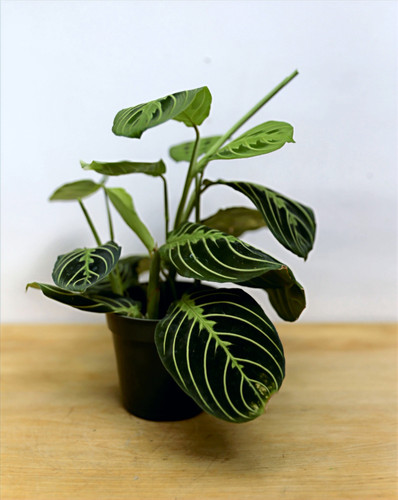 Calathea Maranata Lemon Lime 4” | US Shipping | NYC Delivery | Astoria ...