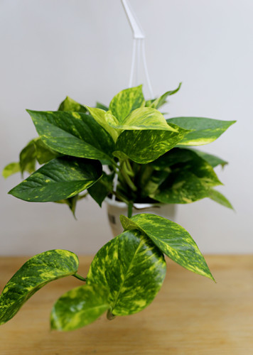 Trailing Pothos Hawaiian | US Shipping | NYC Delivery | Astoria ...