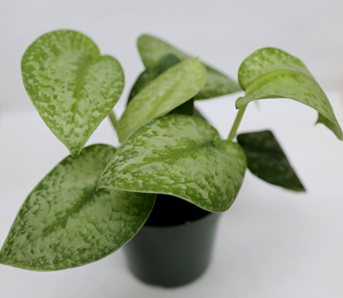 Scindapsus Silver Splash 4” | US Shipping | NYC Delivery | Astoria ...