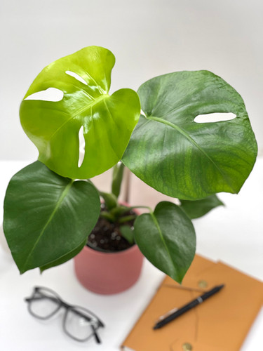 Monstera Deliciosa 6” | US Shipping | NYC Delivery | Astoria | Tropical ...