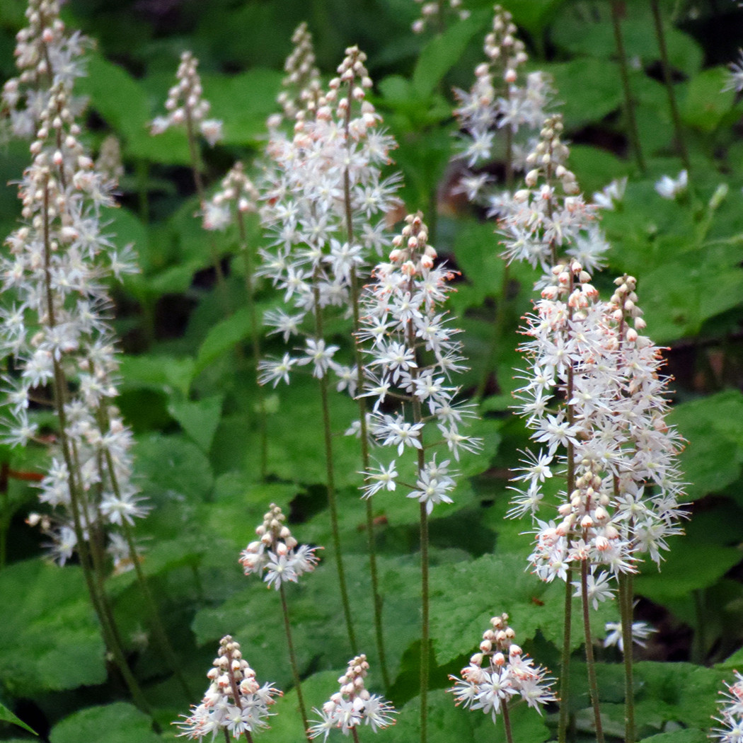 Big, Bright, and Hardy in the Shade –– Native Plants for Shade Beds