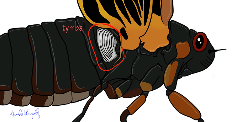 Newsroom | ColonialSWCD