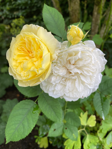 The Country Parson, David Austin 2020, Strauchrose