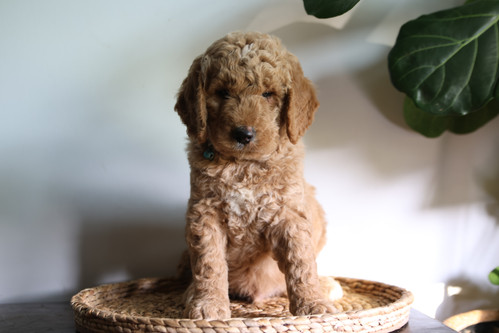 Johnny / Blue boy | GOLDIE LOCKS GOLDENS