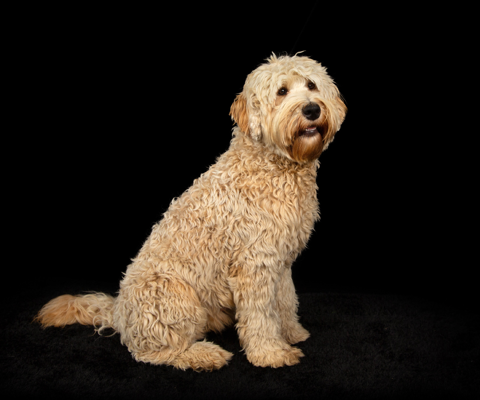 Caralee Calypso | Sands Labradoodles