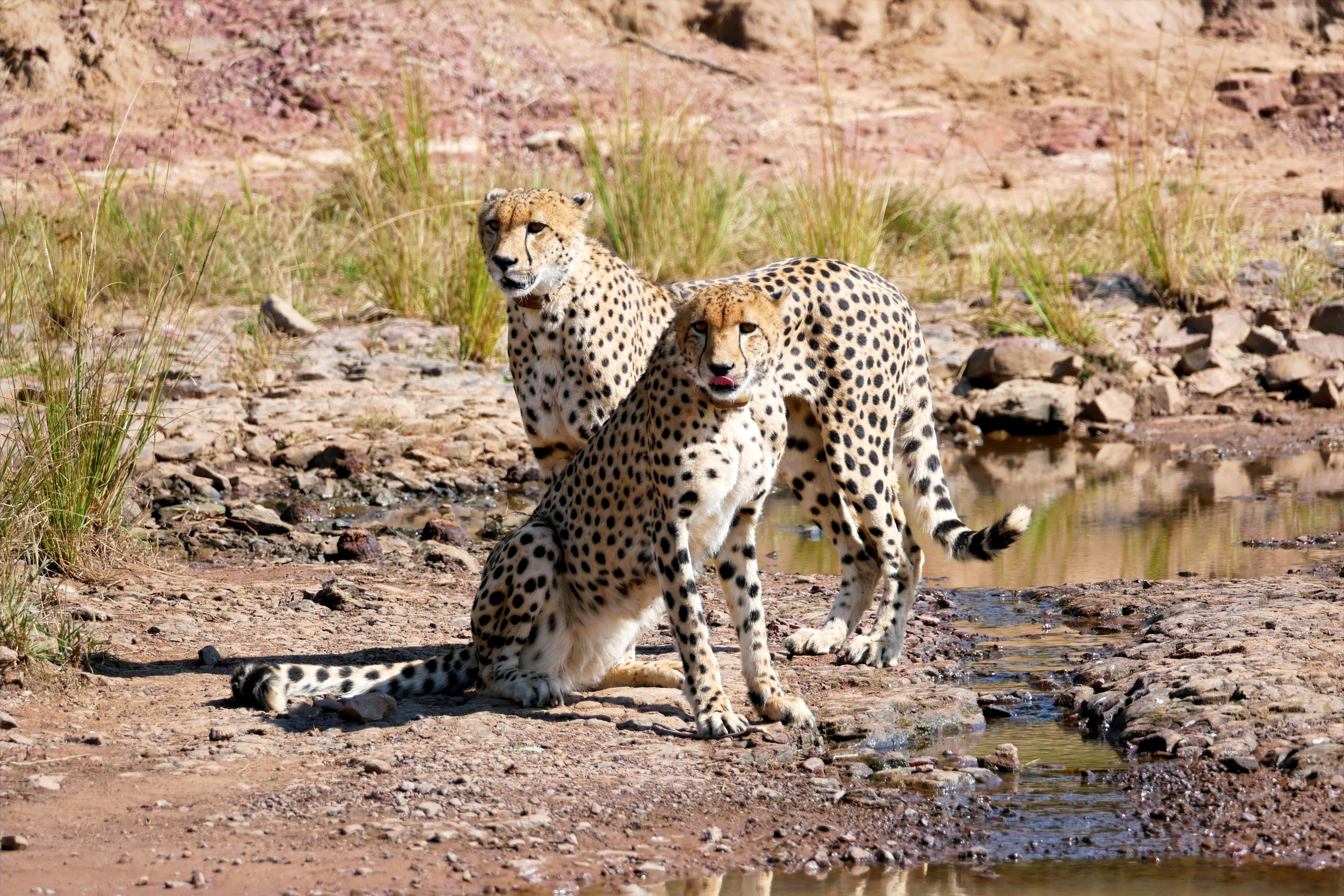 AFRICAN BUSH ADVENTURE | African Bush Company