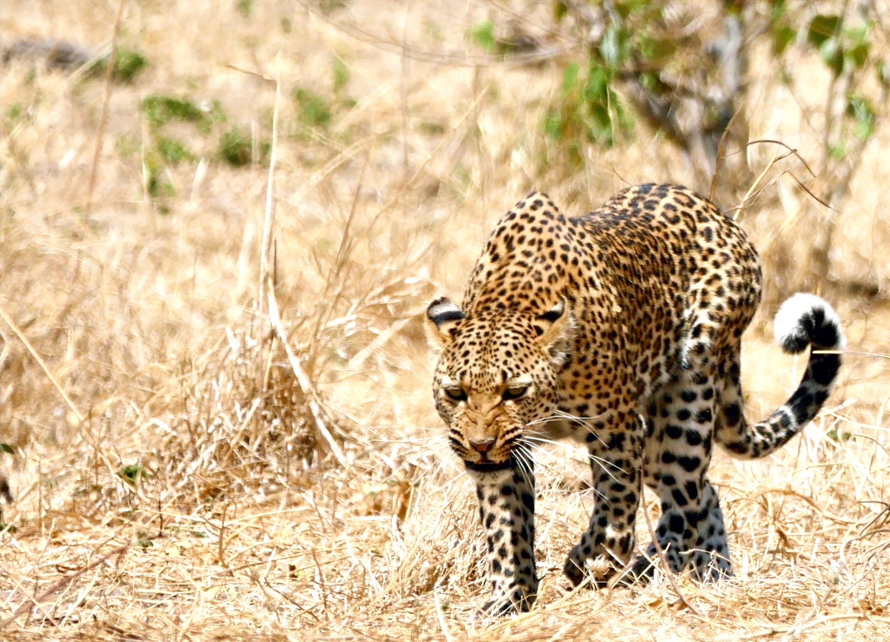 AFRICAN BUSH ADVENTURE | African Bush Company