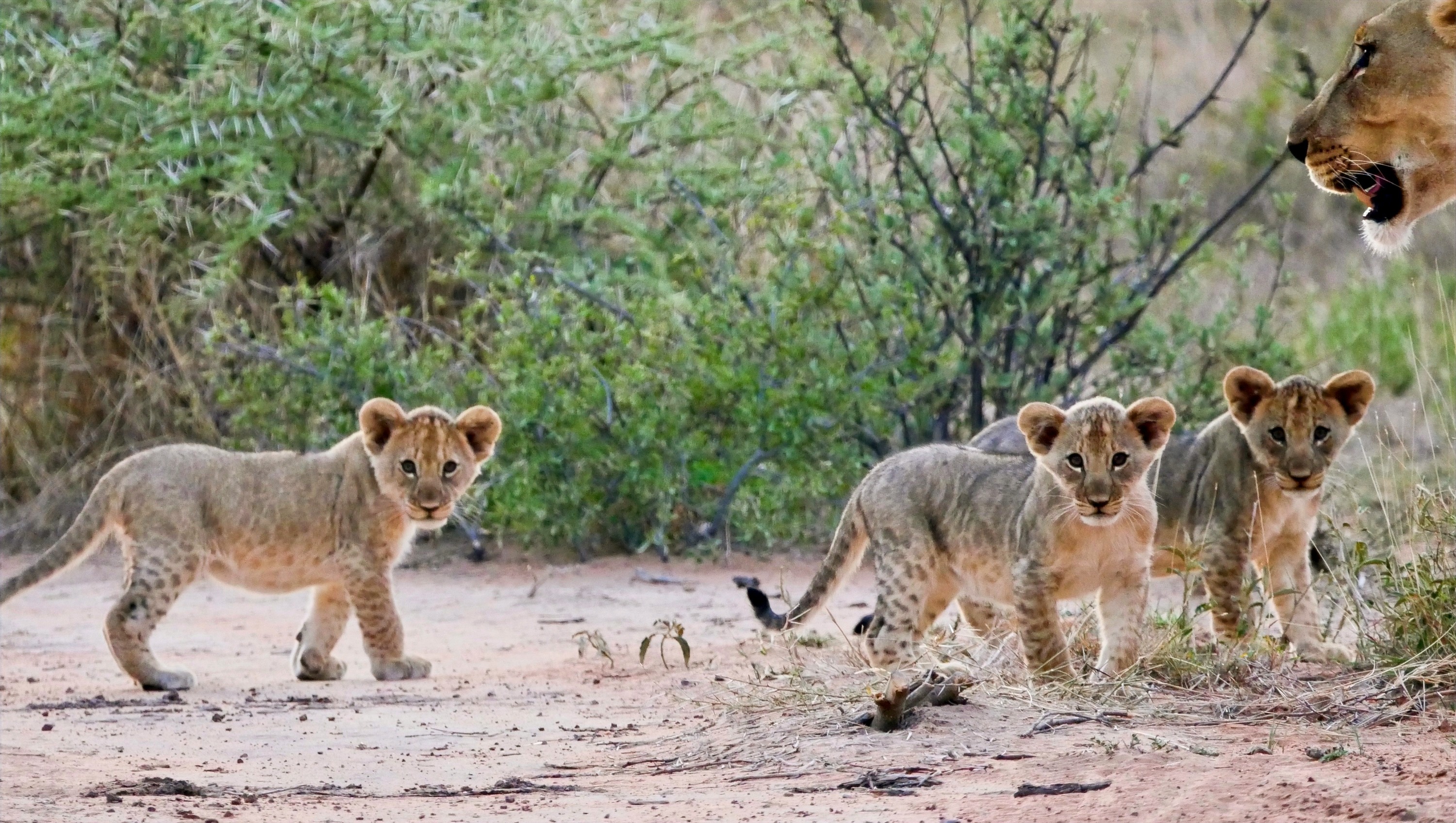 AFRICAN BUSH ADVENTURE | African Bush Company