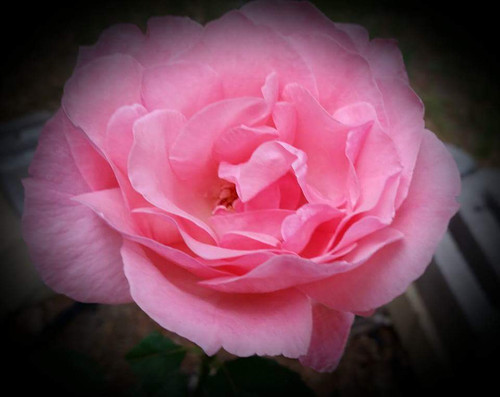 Pink Damask (Bewitched) hybrid tea rose Flower Essence .5 oz. Stock ...