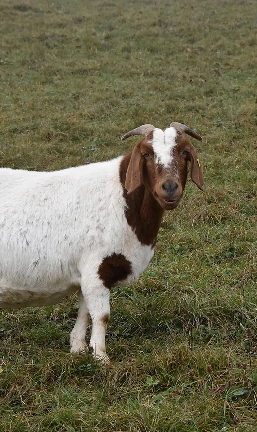 Ziegen Geschichten | Lebenshof Wendy Welt
