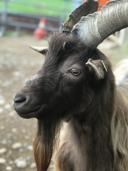 Ziegen Geschichten | Lebenshof Wendy Welt