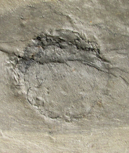 Strange Bergaueria hemispherica trace fossil | Mysite