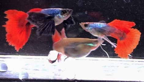 Platinum Dumbo Red Tail Ribbon (Pair) | Only Guppies