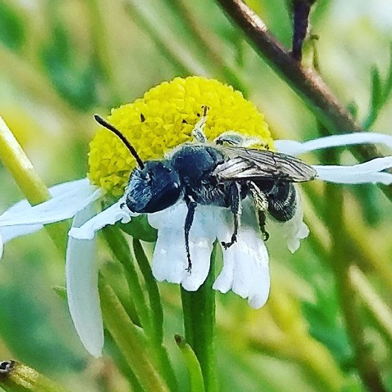 Attracting & nurturing native bees in your patch. Become a Bee Guardian.