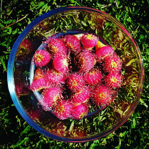 Silver Princess Venus Flower Essence | greentreenaturopathy