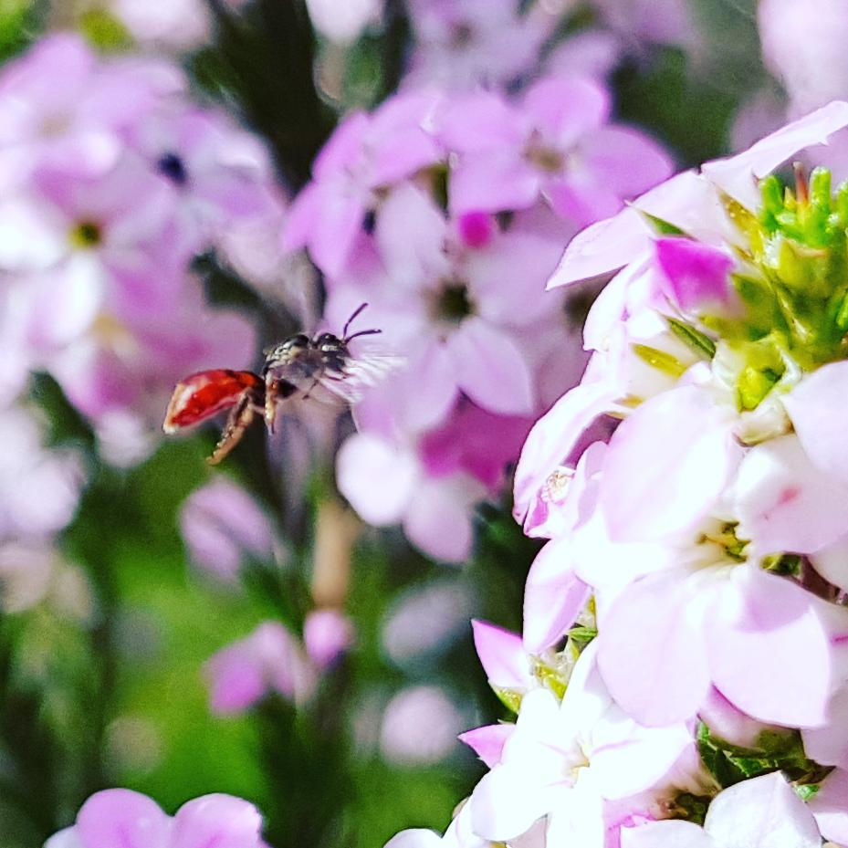 What's Flowering in our patch in Djilba (August / September 2019)