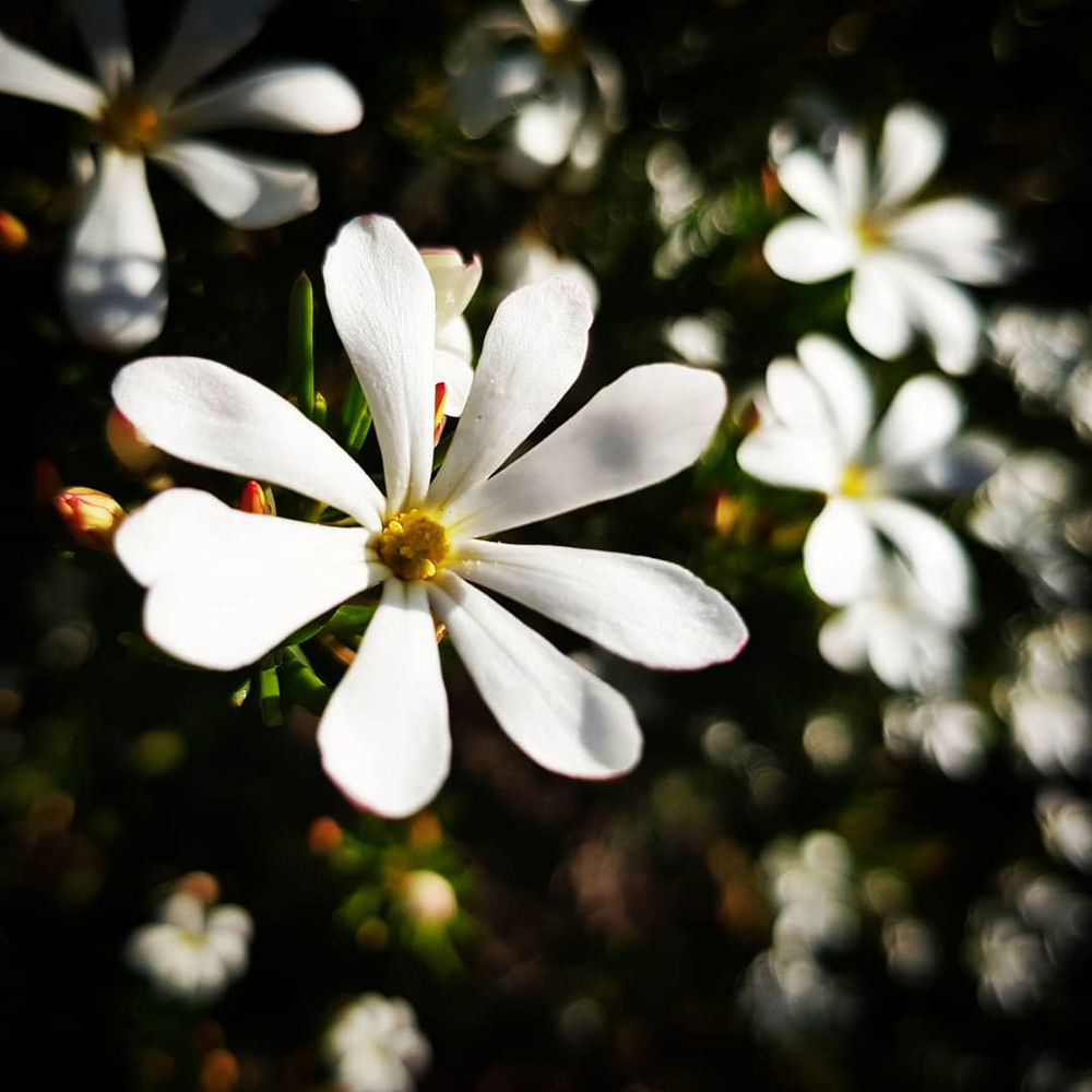 What's Flowering in our patch in Djilba (August / September 2019)