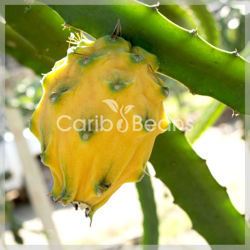 10 graines de Pitaya jaune (Hylocereus megalanthus) Yellow dragon fruit ...