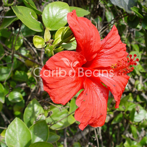 20 graines d'Hibiscus rouge - (Hibiscus rosa-sinensis) - China rose ...
