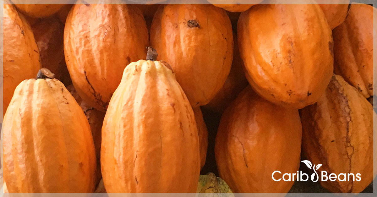 Theobroma cacao - Germination | Carib Beans