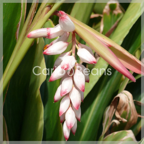 1 plant en racines nues d'Atoumo (Alpinia zerumbet) + Phyto | Carib Beans