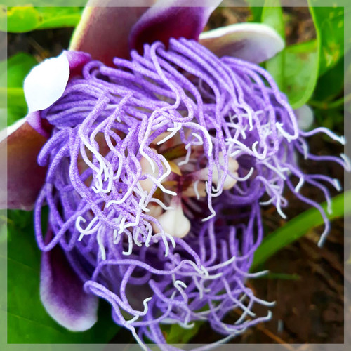 10 graines de Barbadine - (Passiflora quadrangularis) - Giant ...