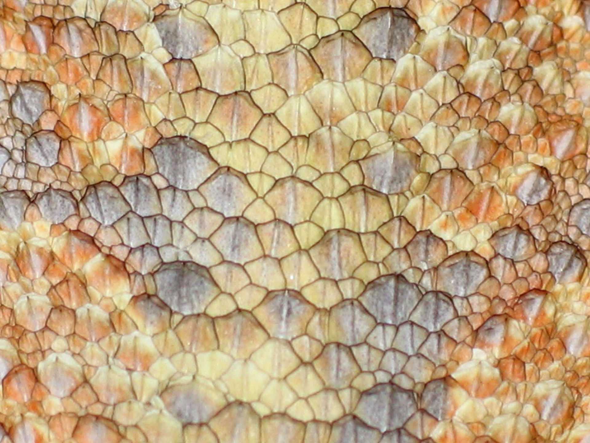 Bearded Dragons. | Exotic Reptiles NZ