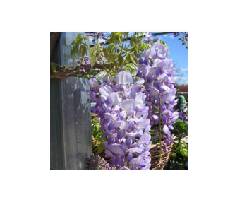 Lavender Falls Wisteria | Creative Tree Center
