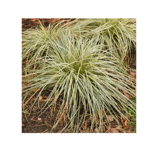 Feather Falls™ Sedge | Creative Tree Center