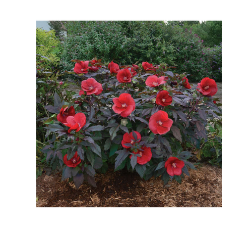 Midnight Marvel Hibiscus Creative Tree Center
