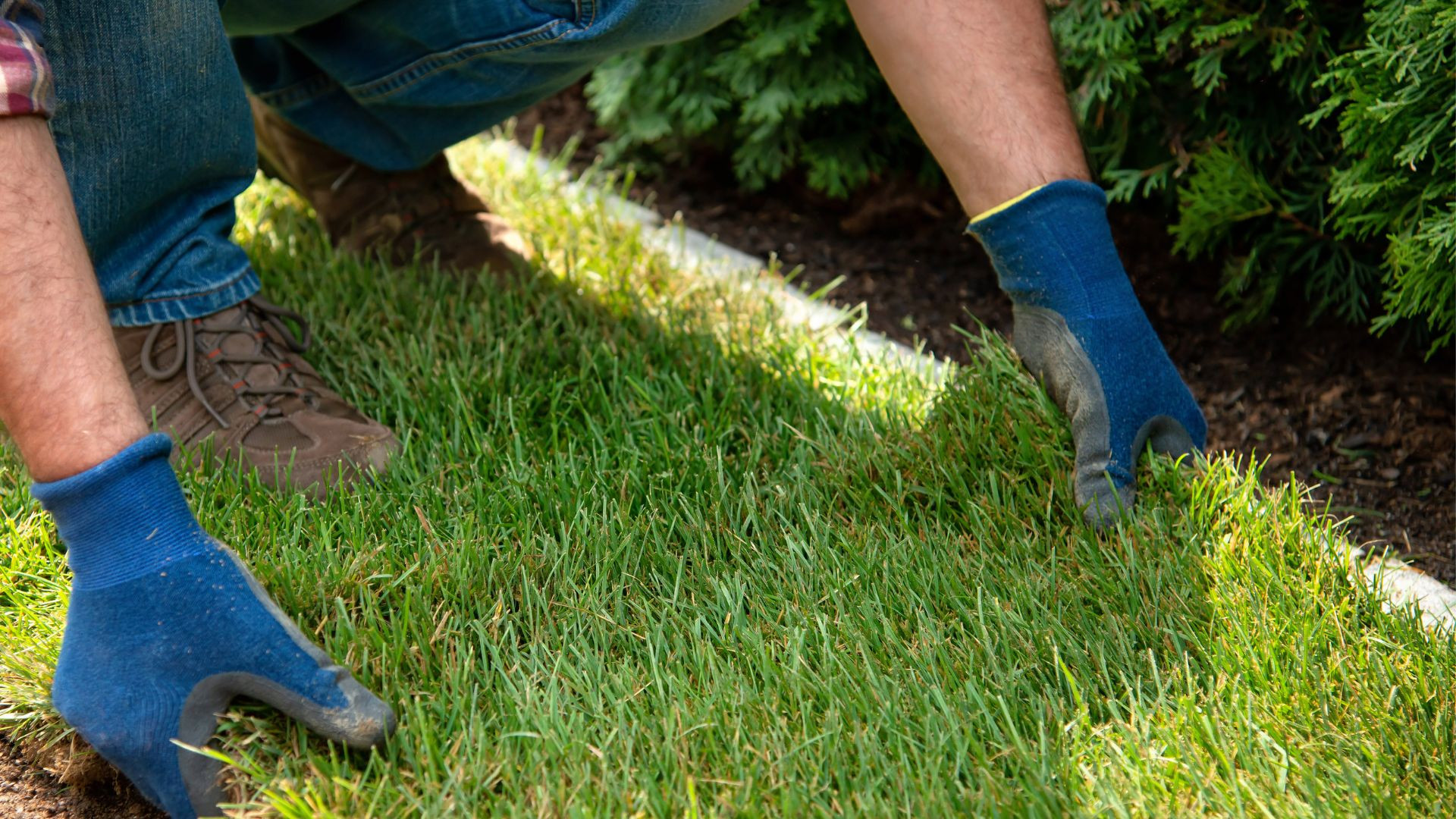 Seed, Sod, & Turf | Creative Landscaping and Design in Southwestern ...