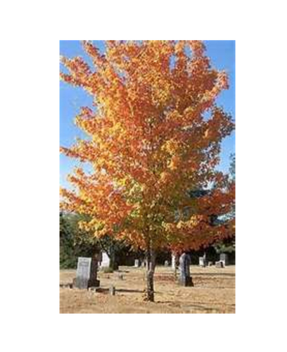 Fall Fiesta® Sugar Maple | Creative Tree Center