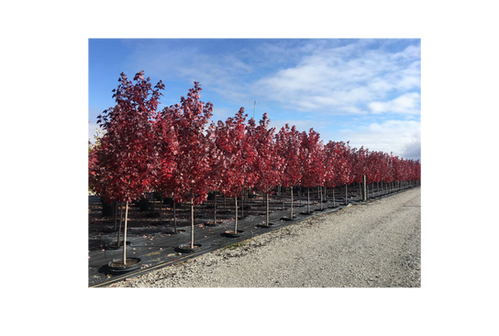 Brandywine Maple | Creative Tree Center