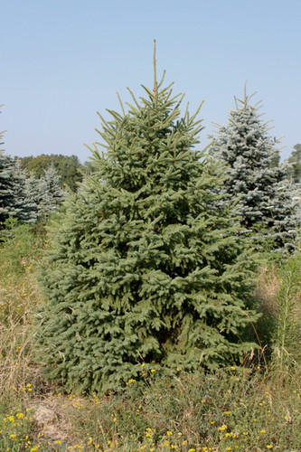 White Spruce | Creative Tree Center