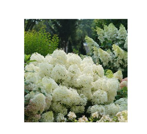 Puffer Fish® Hydrangea | Creative Tree Center