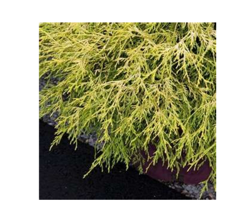 Golden Mop False Cypress | Creative Tree Center
