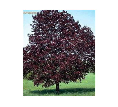 Royal Red Norway Maple Creative Tree Center