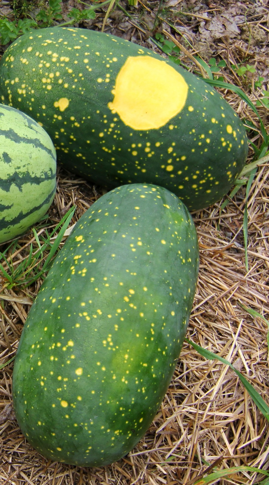 Outdoor & Gardening Very Rare Watermelon Moon & Stars Van Doren Home ...