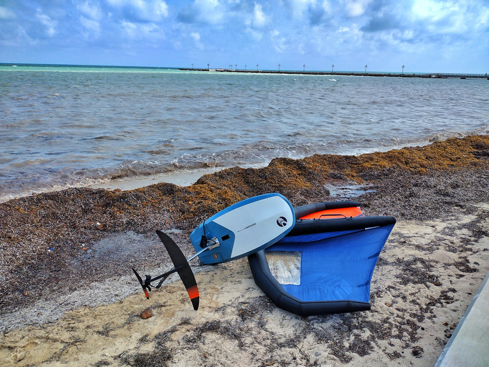 Plenty of weed in Key West! | Wing Foiling foRUM