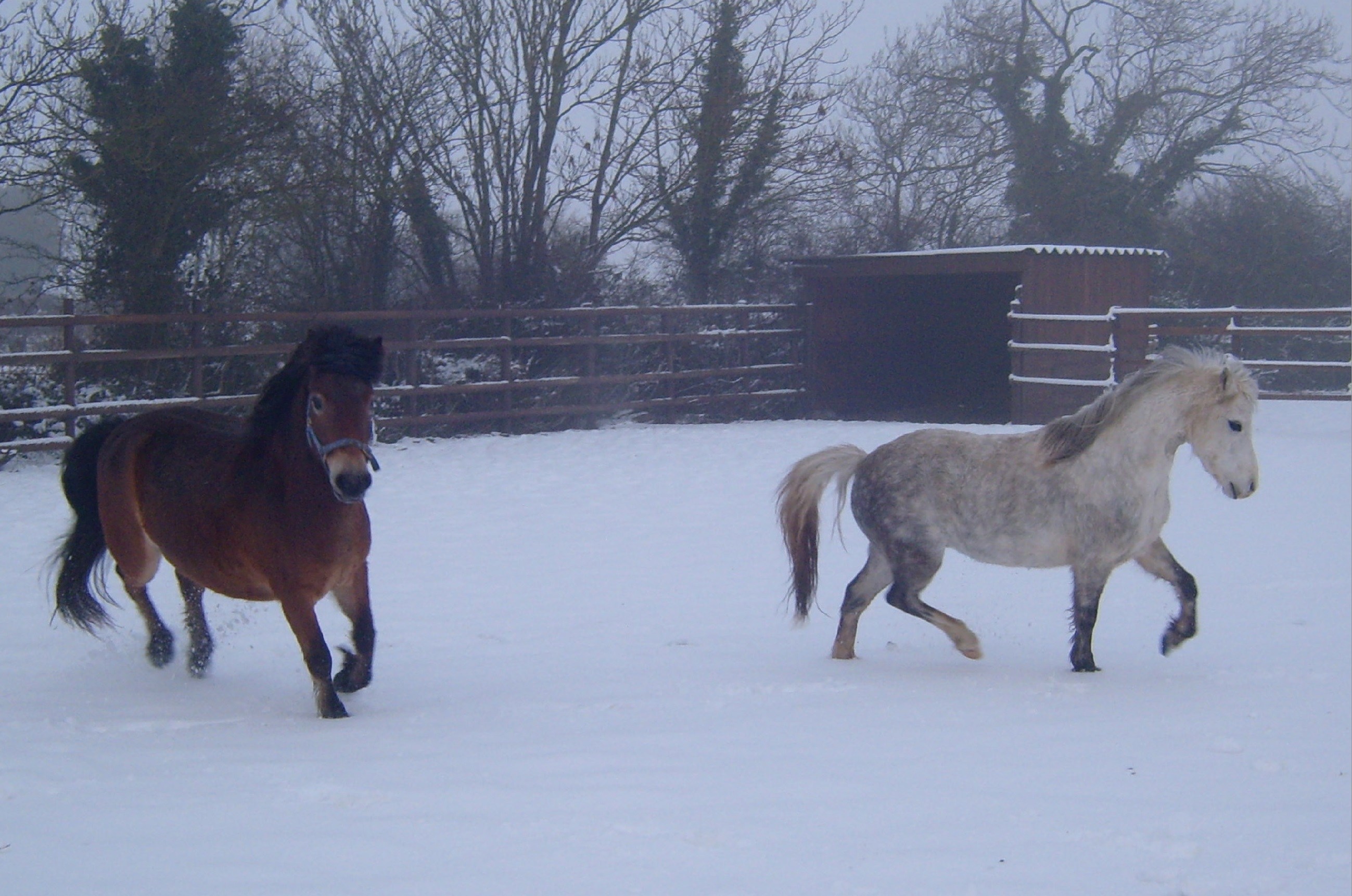 Our Horses & Ponies | Pabloshorsesanctuary