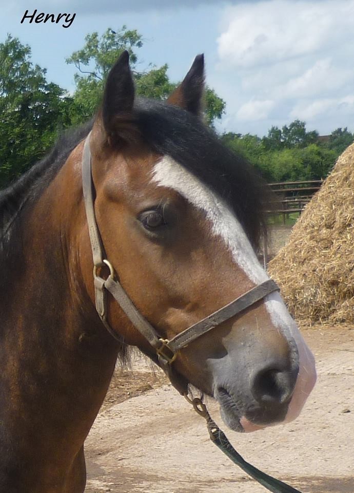 Our Horses & Ponies | Pabloshorsesanctuary