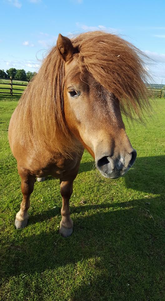 Our Horses & Ponies | Pabloshorsesanctuary